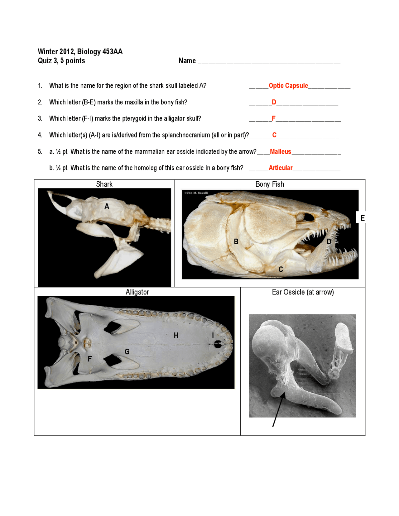 Optic Capsule Comparative Vertebrate Anatomy Quiz Docsity