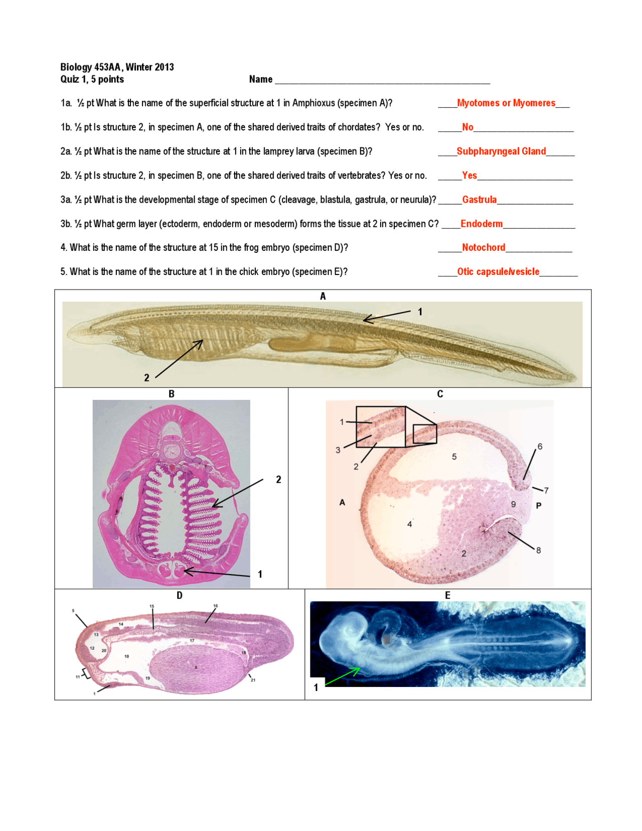 Subpharyngeal Gland Comparative Vertebrate Anatomy Quiz Docsity