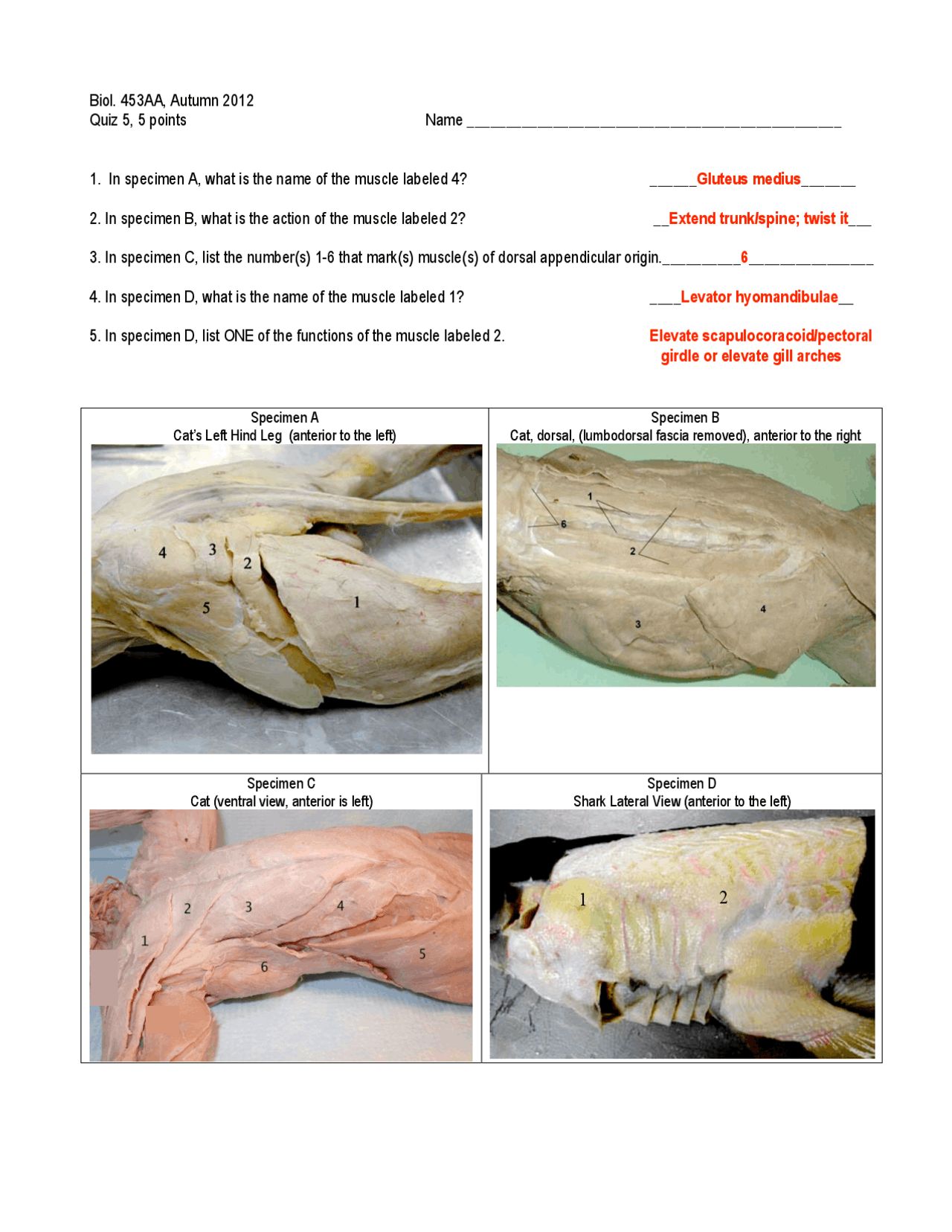 Levator Hyomandibulae Comparative Vertebrate Anatomy Quiz Docsity