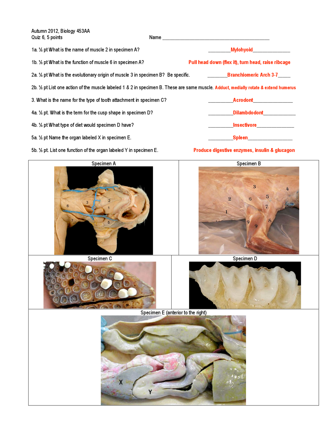 Insectivore Comparative Vertebrate Anatomy Quiz Docsity