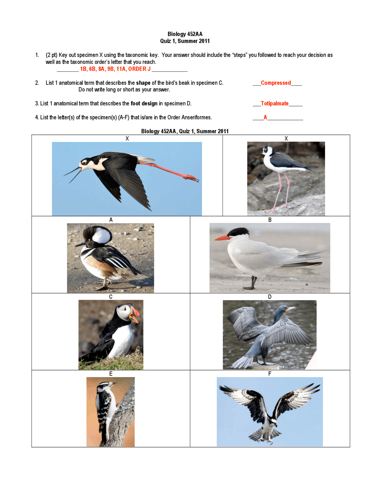 Totipalmate - Vertebrate Biology - Quiz - Docsity