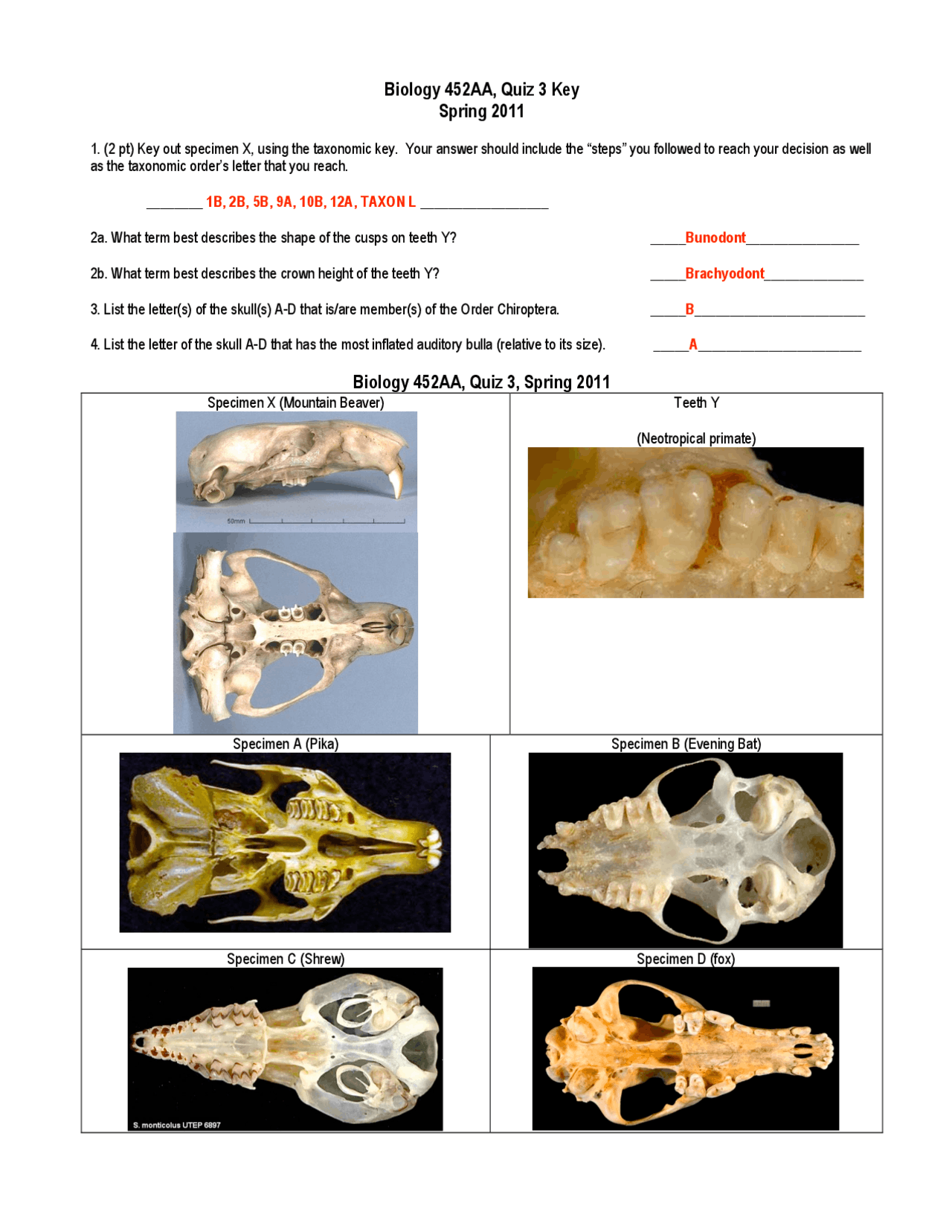 Brachyodont - Vertebrate Biology - Quiz - Docsity