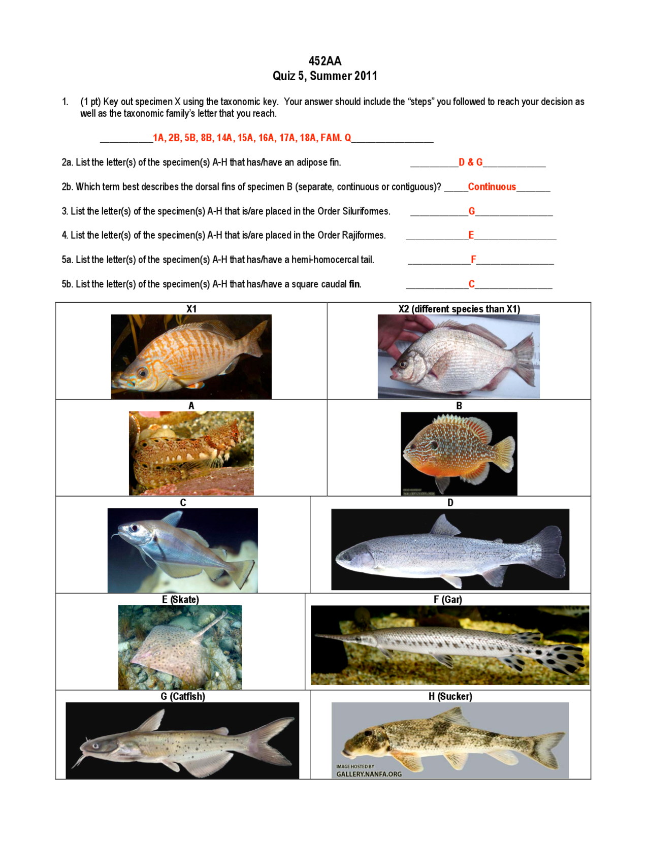 Catfish - Vertebrate Biology - Quiz - Docsity