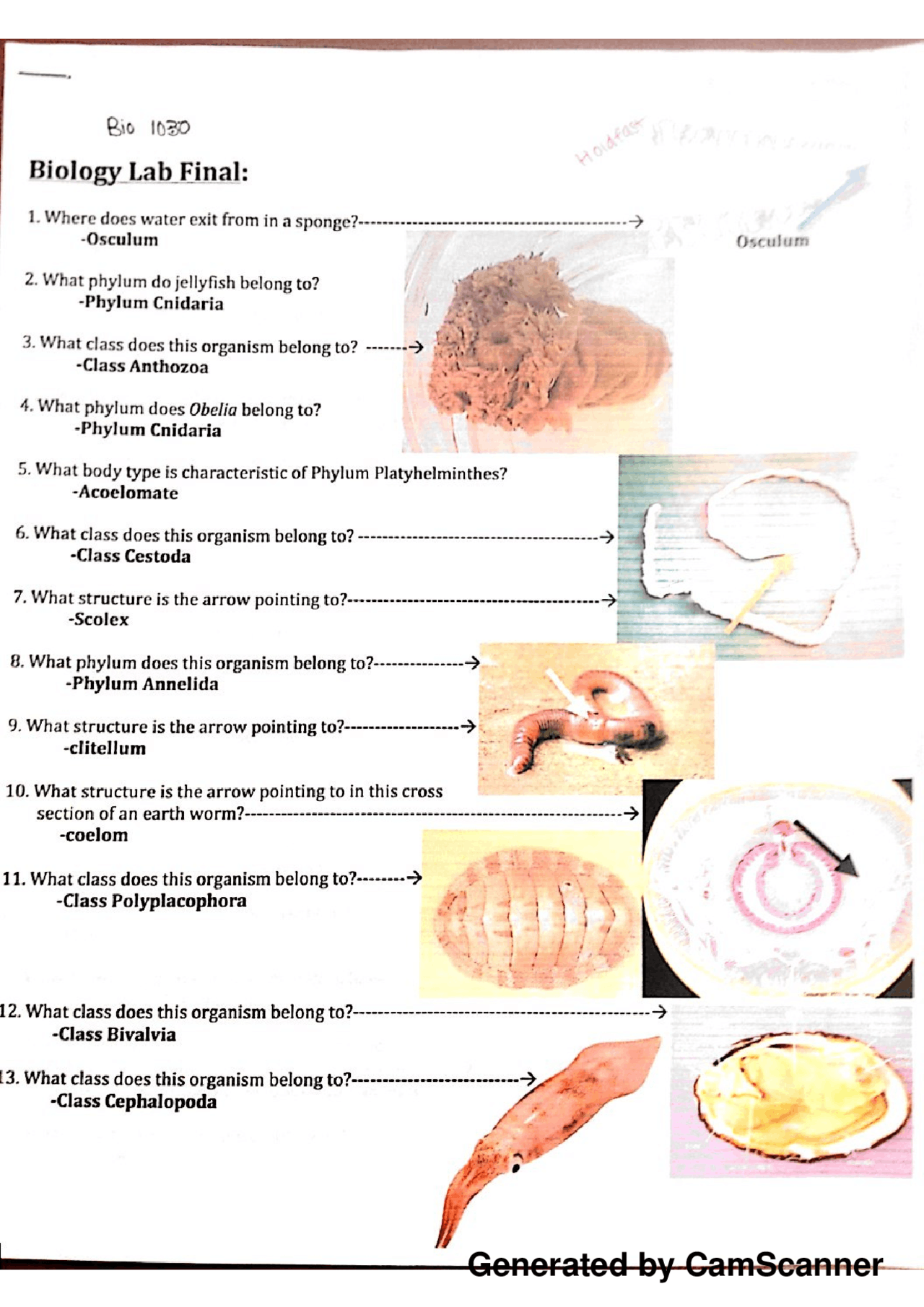 33 Solved Questions on Organismal Biology Laboratory | BIOL 1031 - Docsity