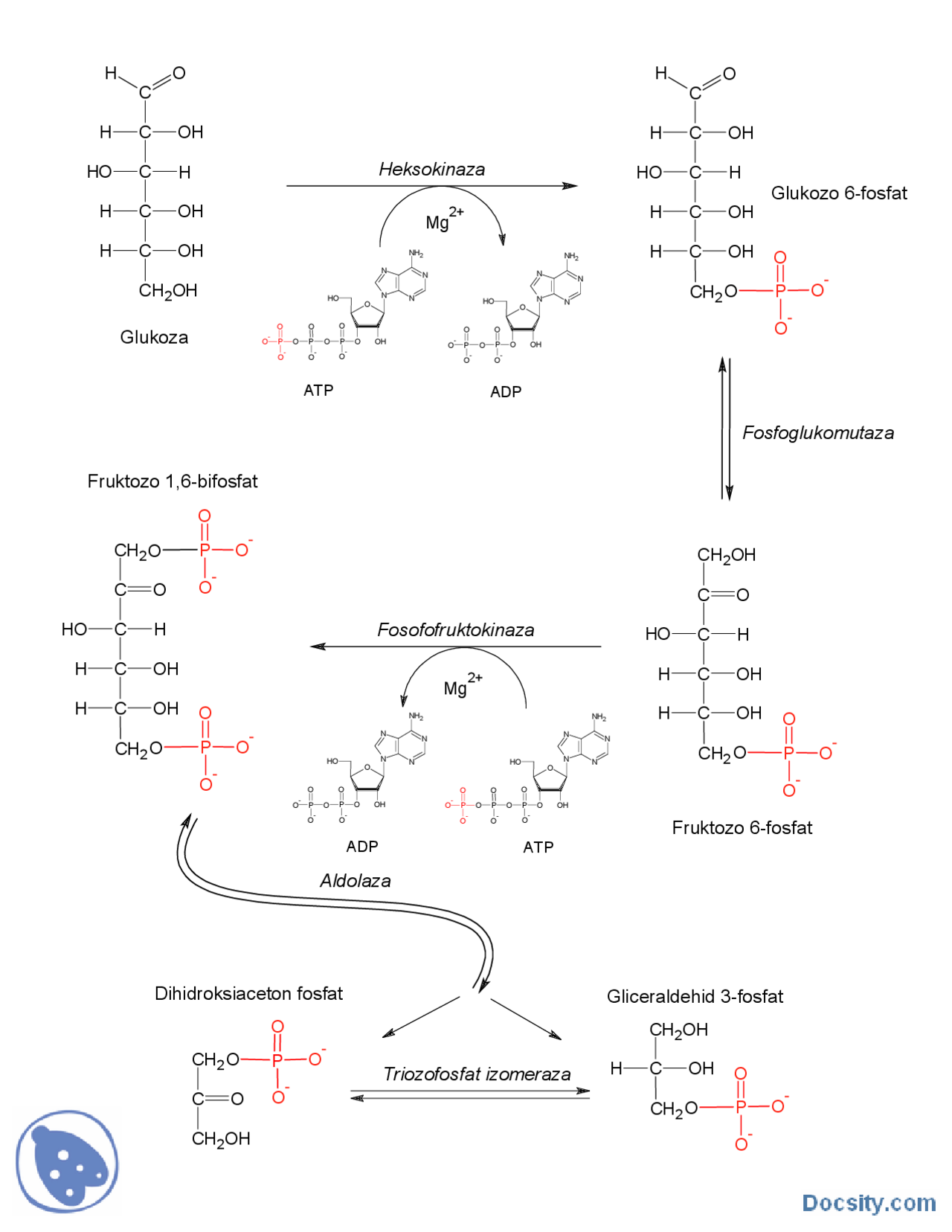 Glikoliza-Beleska-Biohemija-Medicina | Beleške' predlog Biohemija - Docsity