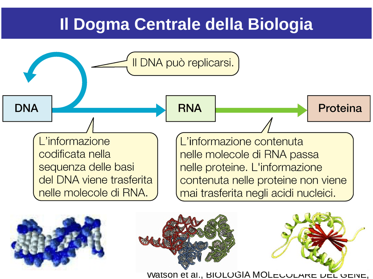Replicazione E Trascrizione Dna E Rna Docsity