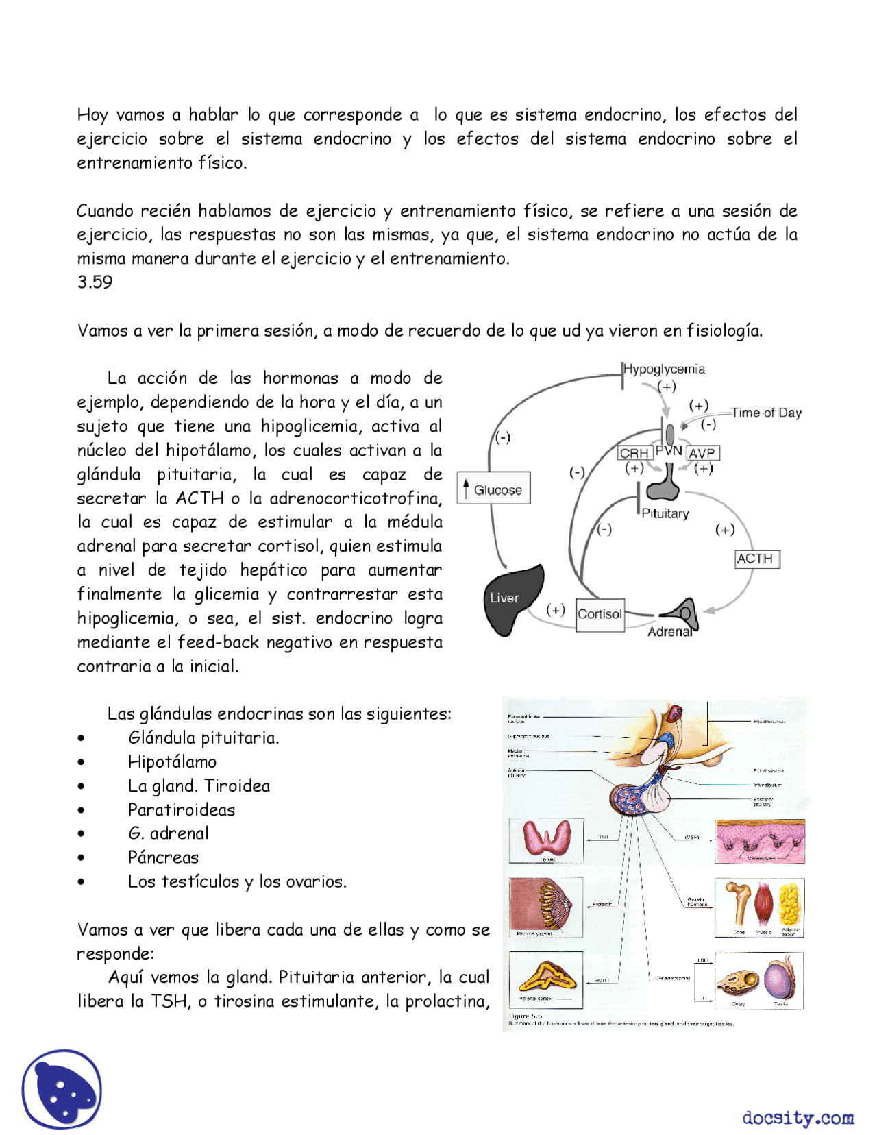 Sistema Endocrino Apuntes Fisiología Del Ejercicio Parte1 Apuntes
