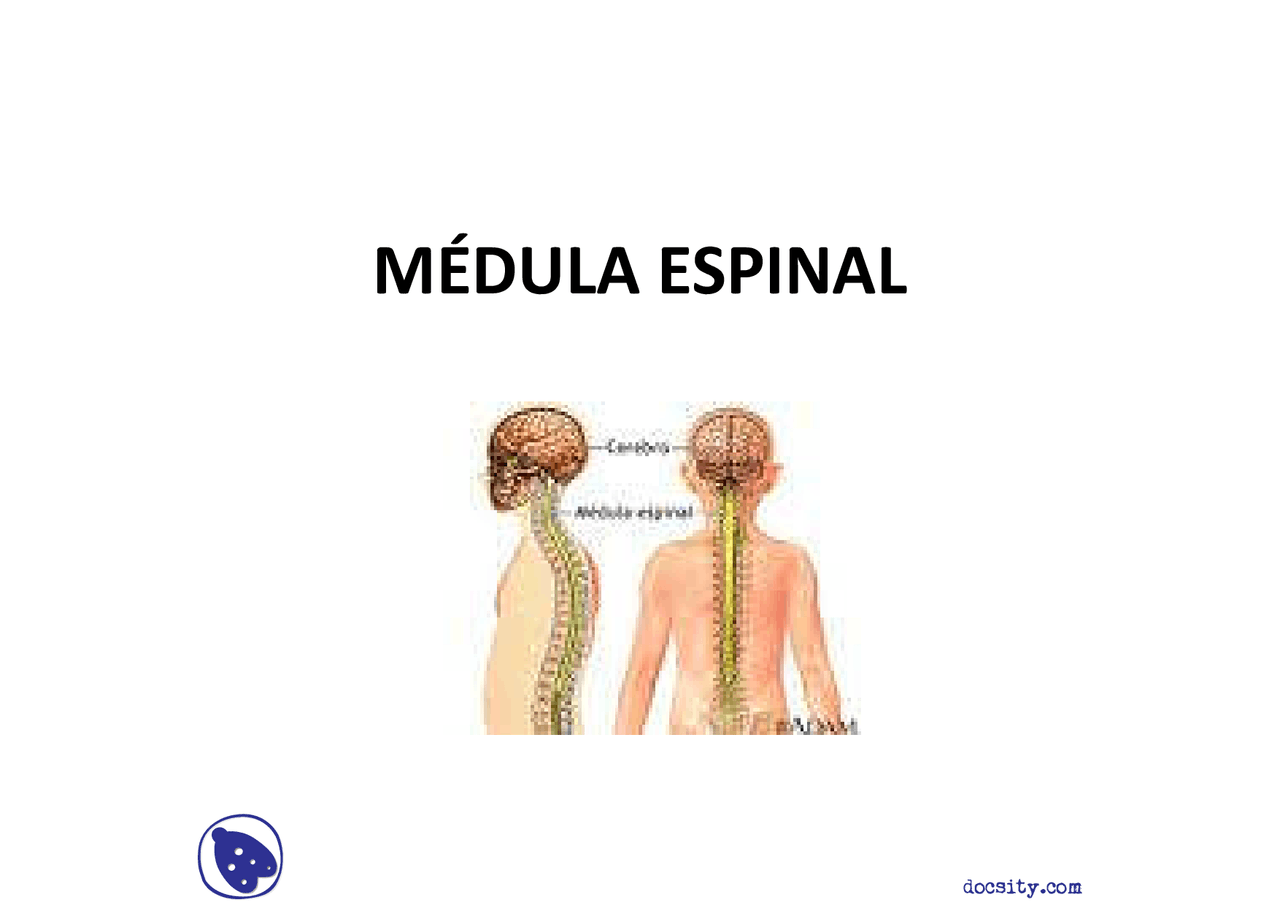 Médula Espinal Apuntes Neurología Parte1 Docsity
