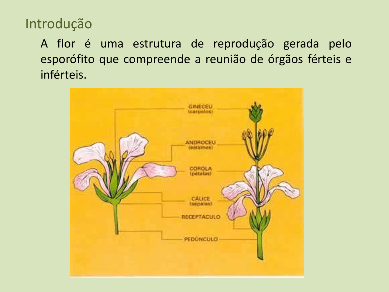 Anatomia da Flor - Apostilas - Ciências Biológicas | Notas de estudo ...