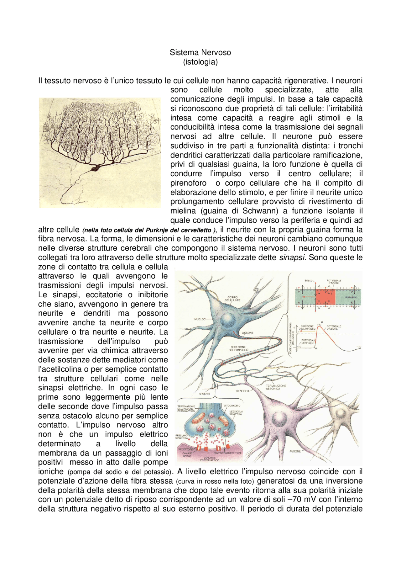 Sistema Nervoso Docsity