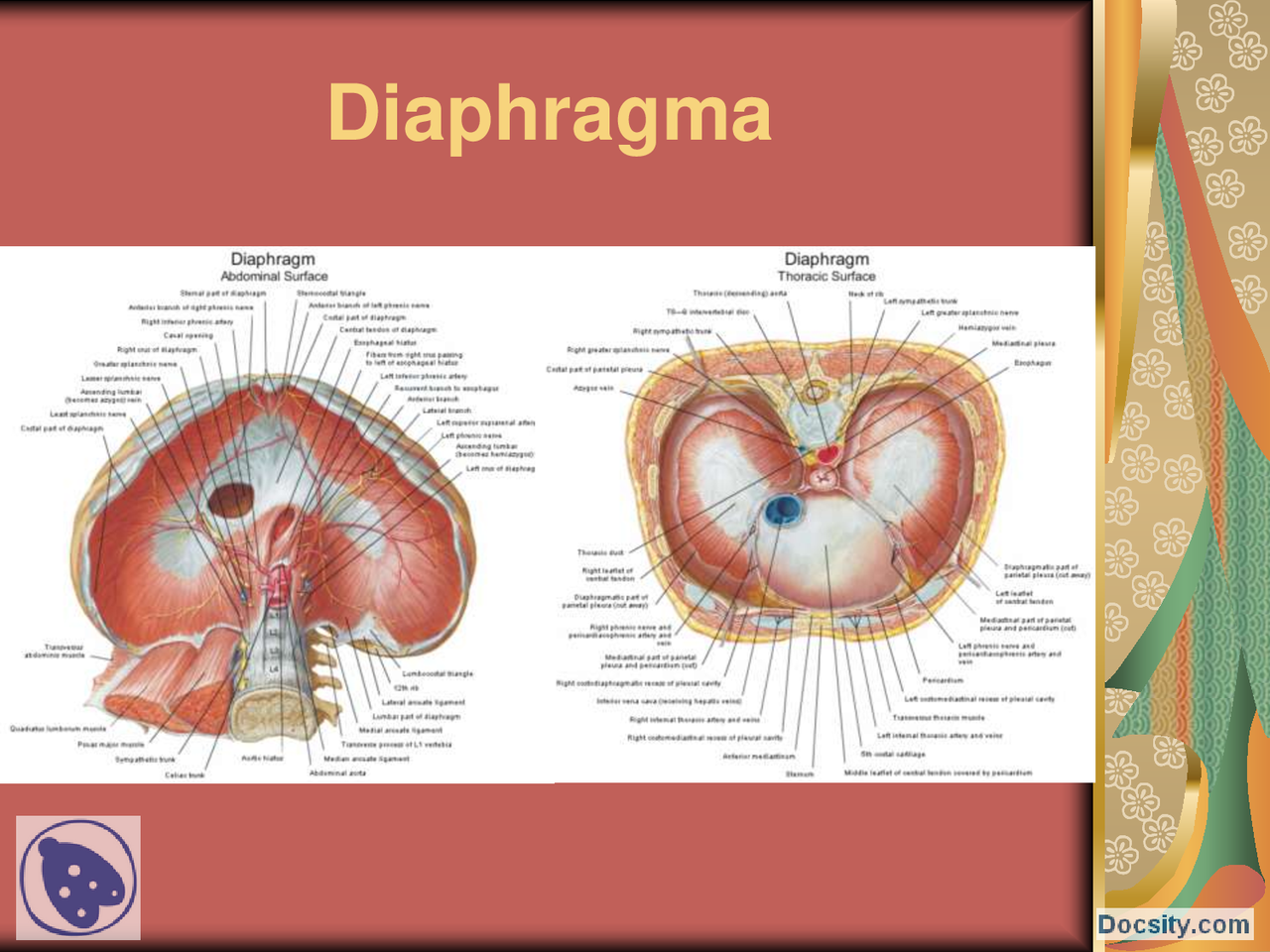 Diaphragma-Slajdovi-Anatomija-Medicina | Slajdovi' predlog Anatomija ...