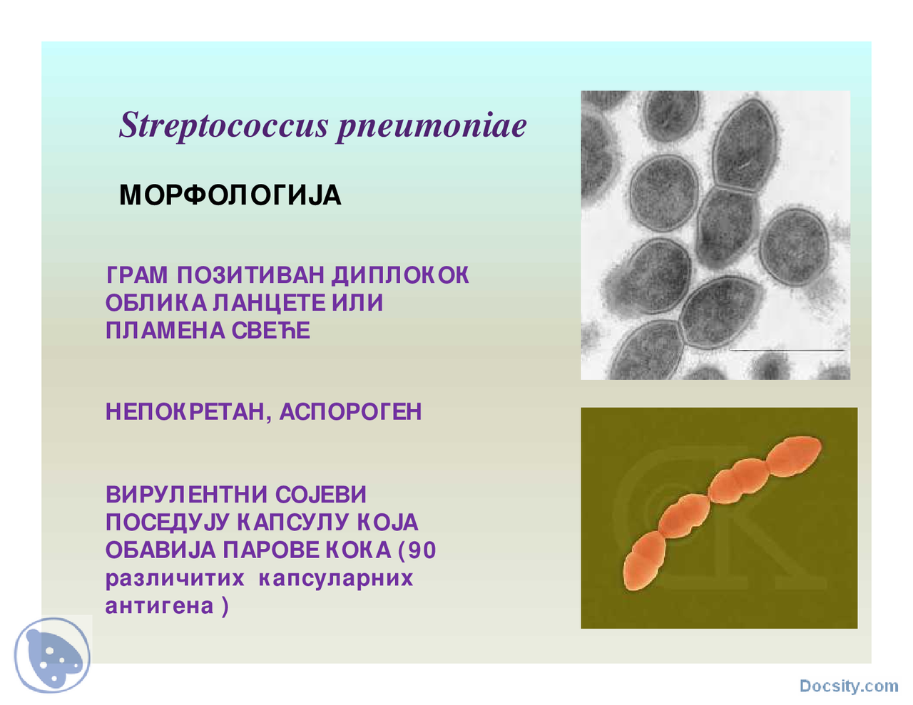 Pneumokok-Slajdovi-Farmaceutska mikrobiologija-Farmacija | Slajdovi ...