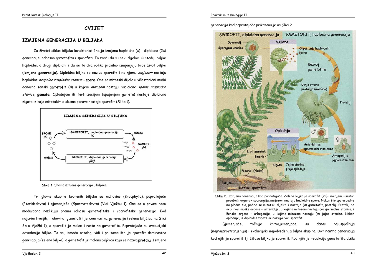 144393125 Vjezba 3 Cvijet Vežbe Predlog Botanika Docsity