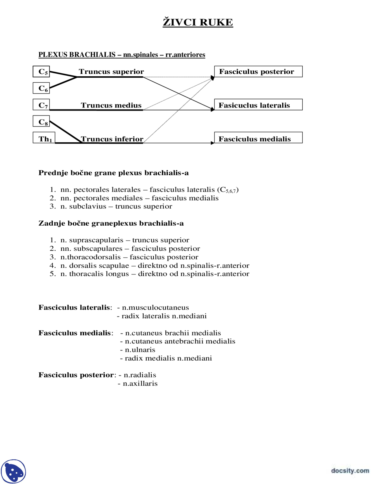 ZIVCI RUKE-Beleska-Anatomija-Medicina | Beleške' predlog Anatomija ...