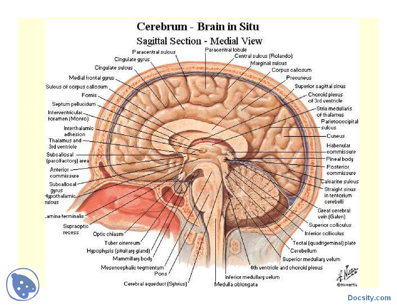 Truncus cerebri-Slajdovi-Anatomija-Medicina | Slajdovi' predlog Prva ...