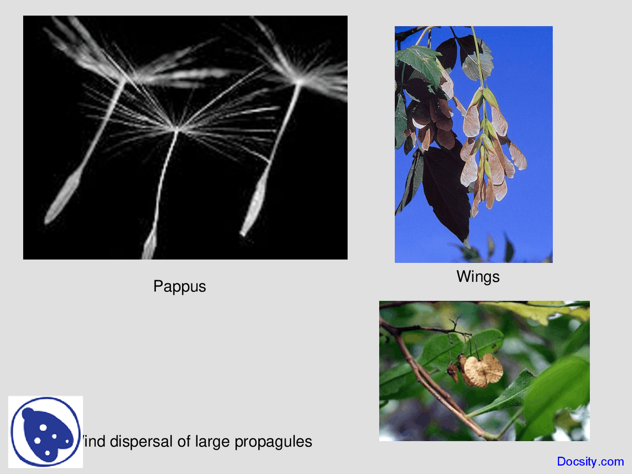 Wind Dispersal - Geography - Lecture Slides - Docsity
