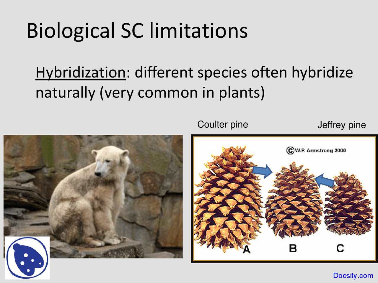 Hybridization - Geography - Lecture Slides | Slides Geology | Docsity