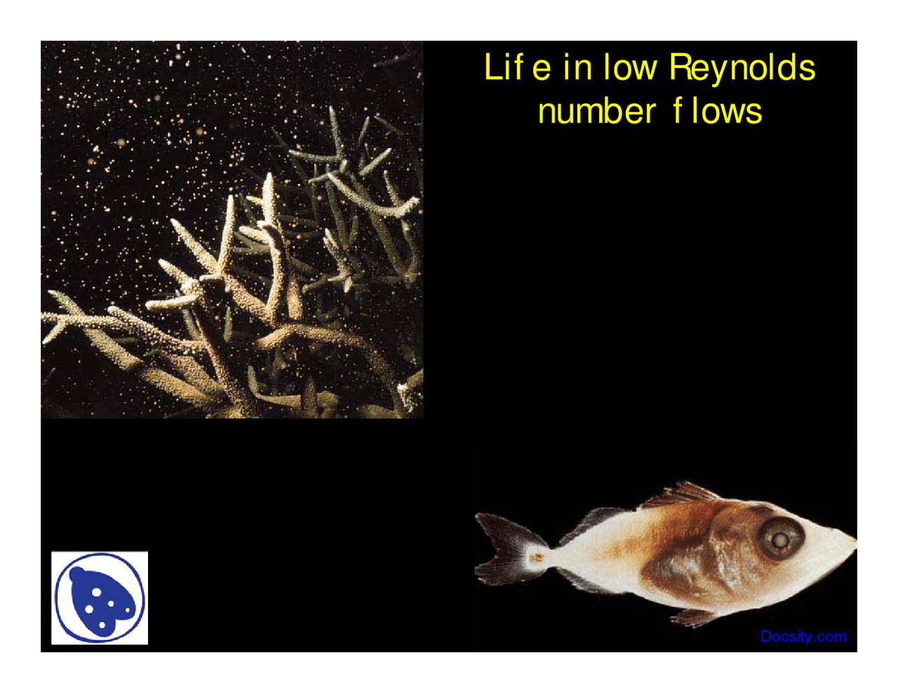 Reynolds Stratigraphy Lecture Slides Docsity