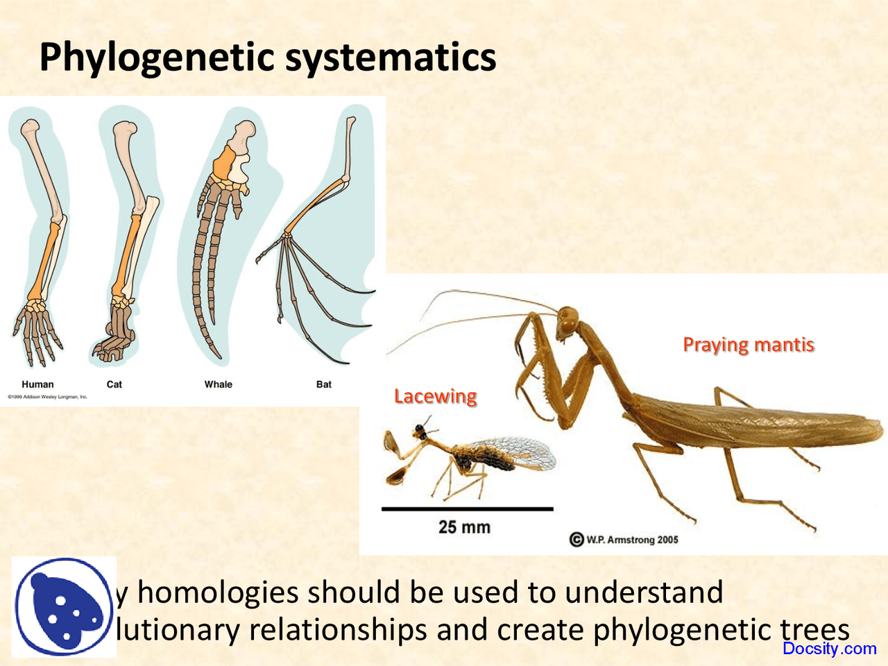 Phylogenetic Systematics Geography Lecture Slides Docsity