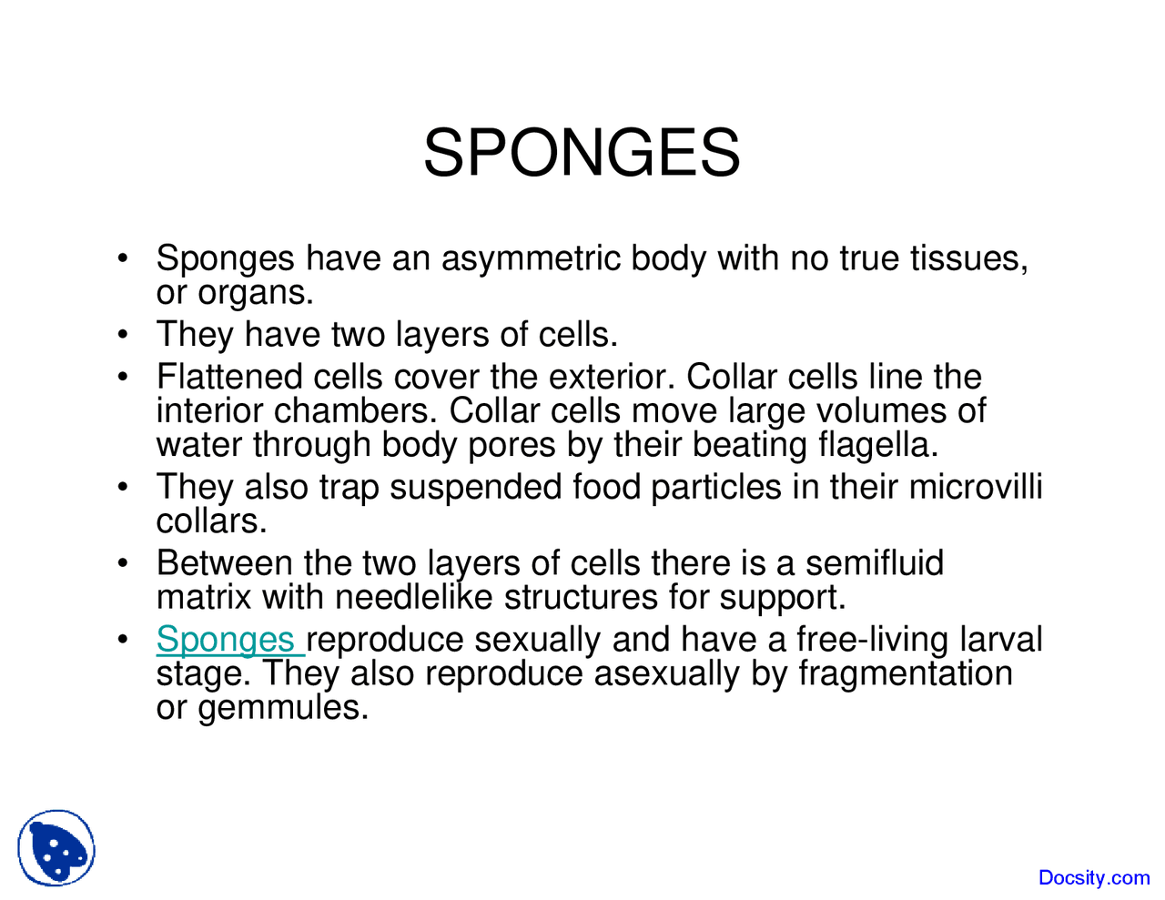 Sponges - Environmental Geology - Lecture Slides - Docsity