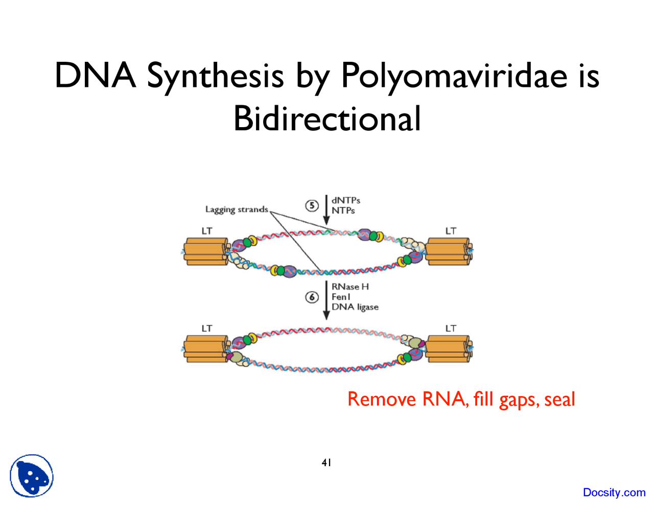 Polyomaviridae - Human Resource - Lecture Slides - Docsity