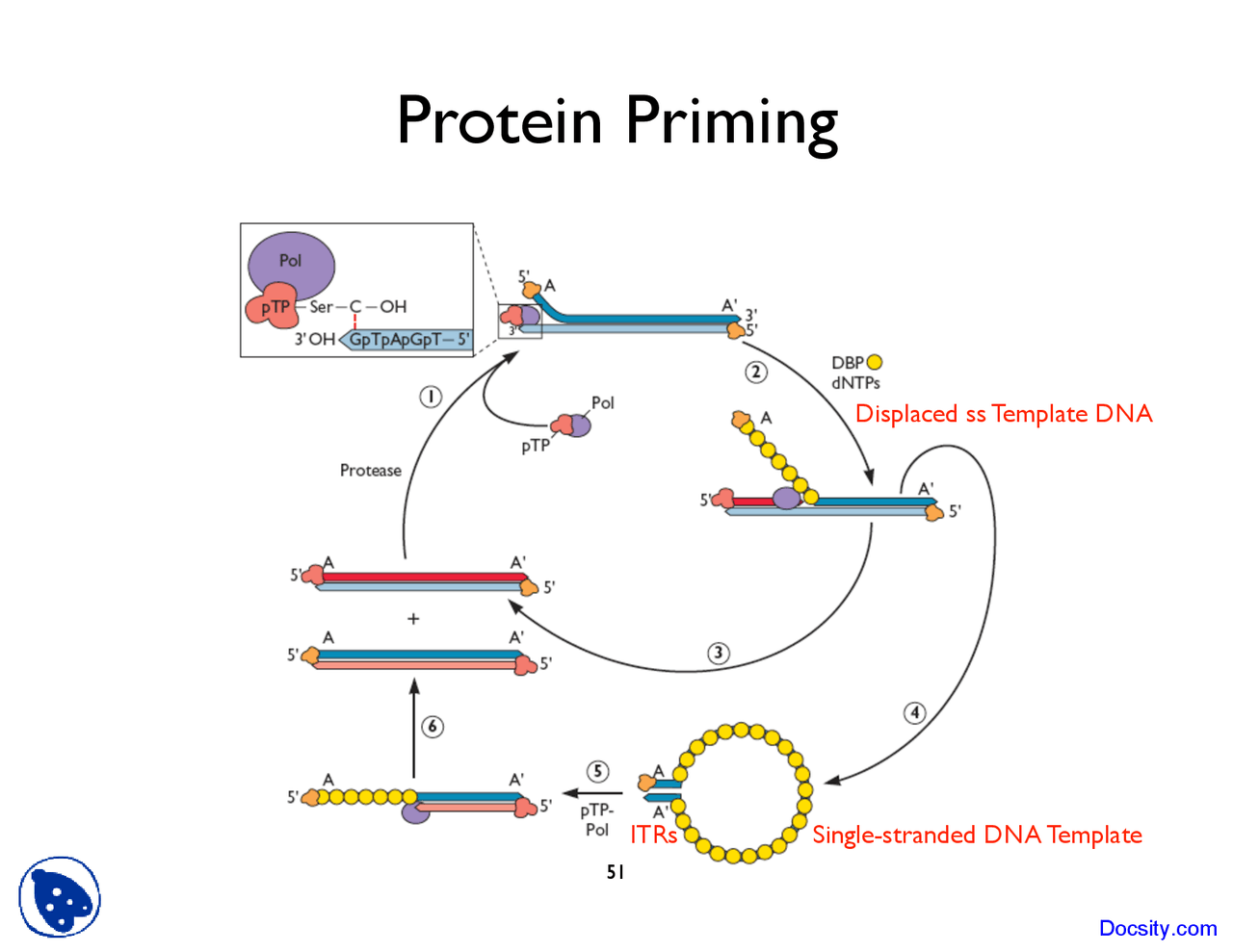 Protein Priming - Human Resource - Lecture Slides | Slides Human ...