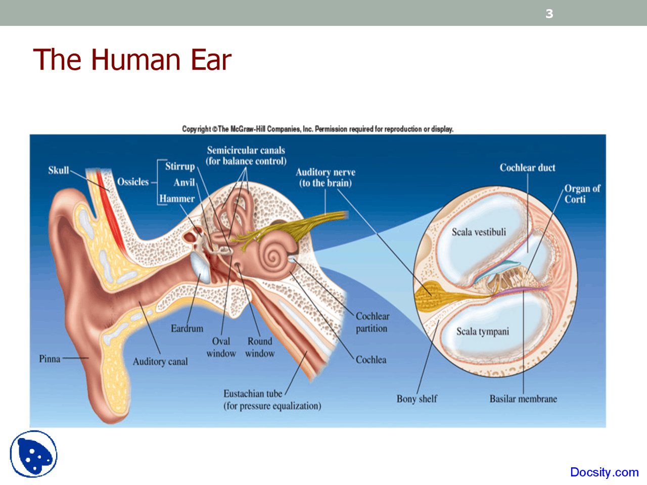 The Human Ear - General Physics I - Lecture Slides - Docsity