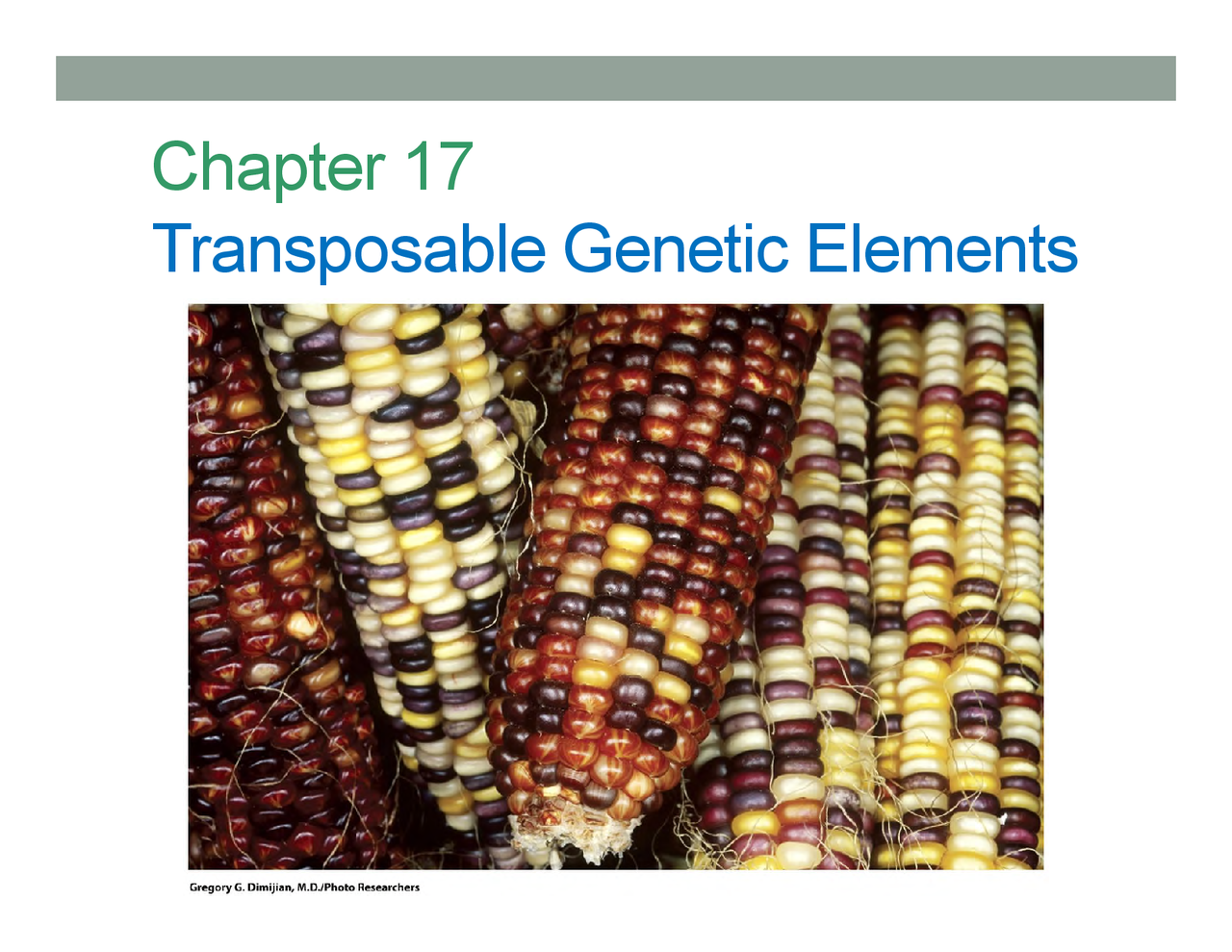 Transposable Genetic Elements - Genetics | BIO 328 | Study notes ...