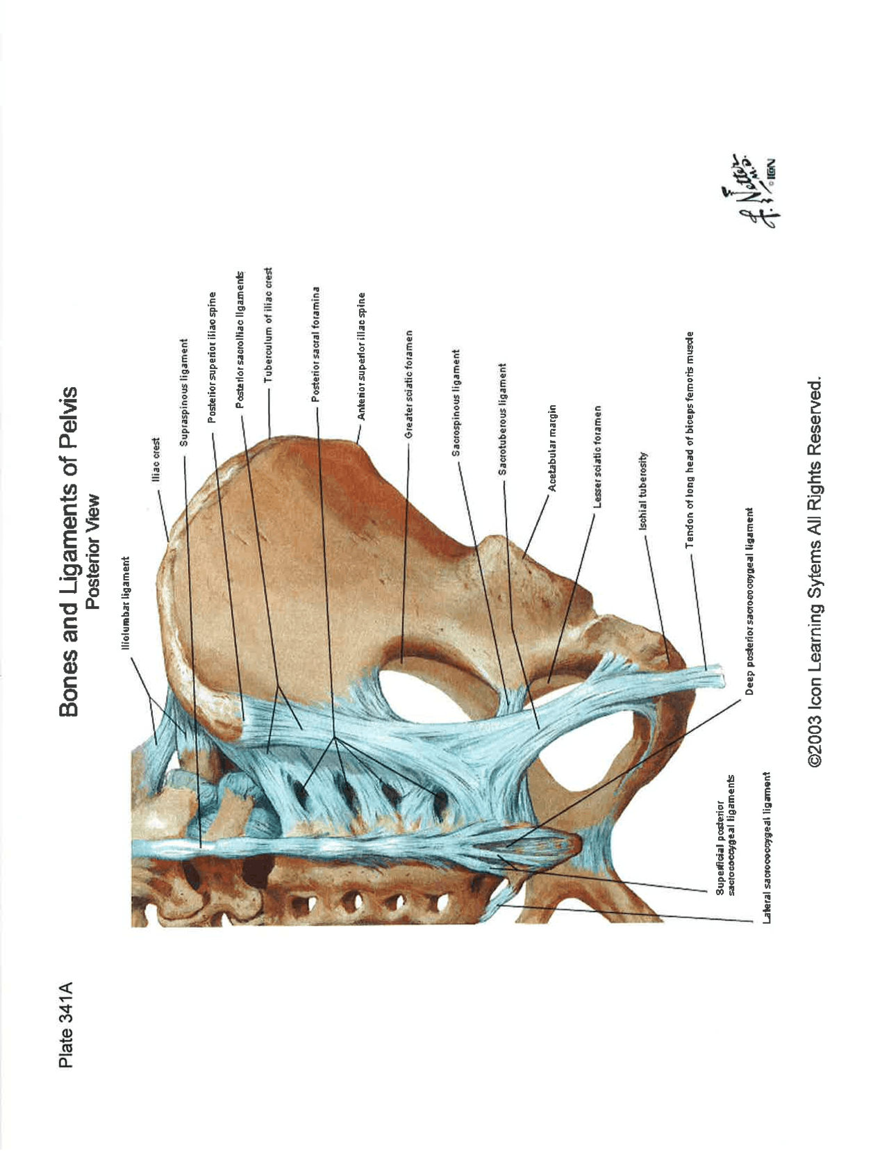 Notes on Netter's Plates - Reproductive System and Urinary Bladder ...