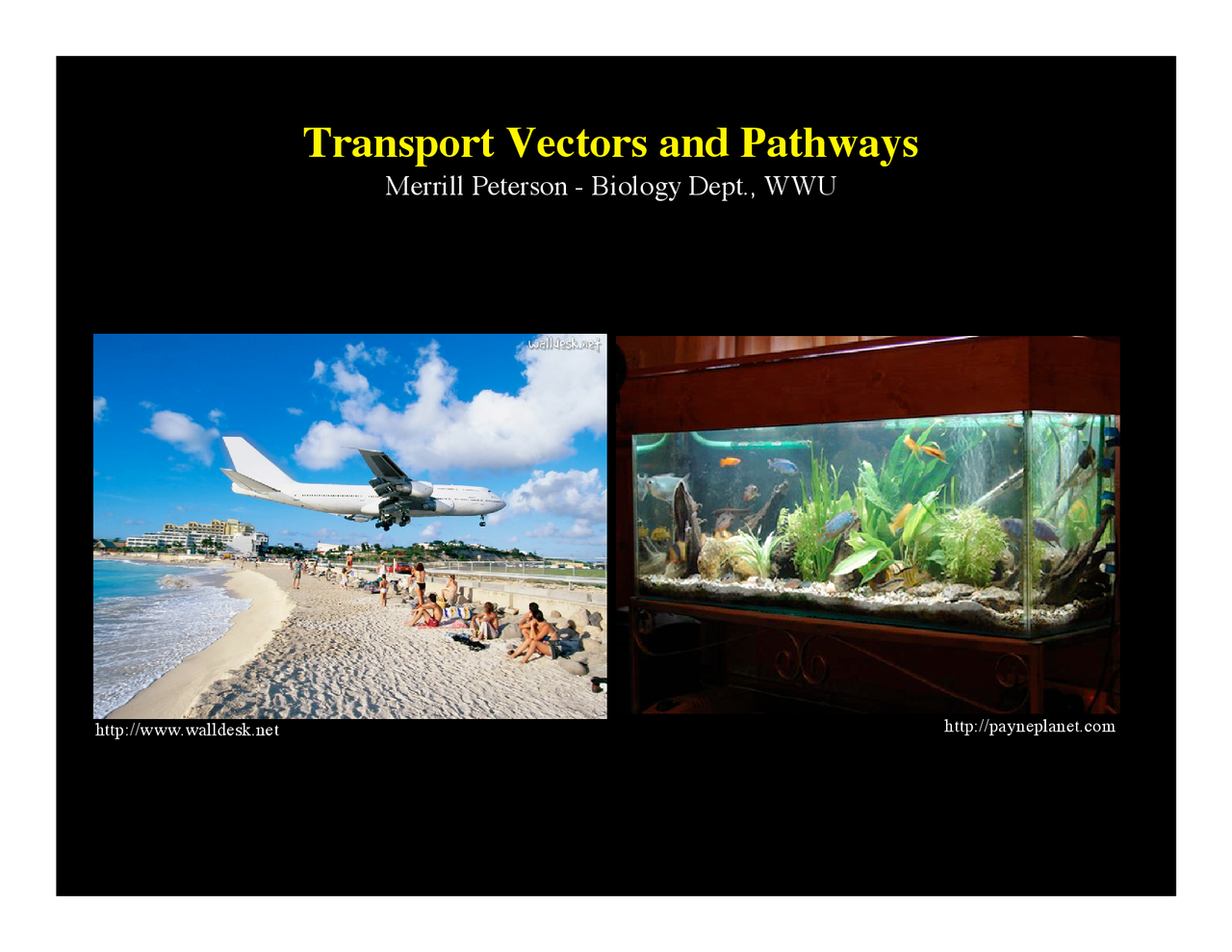 Vector and Pathways - Biological Invasions - Lecture Slides - Docsity