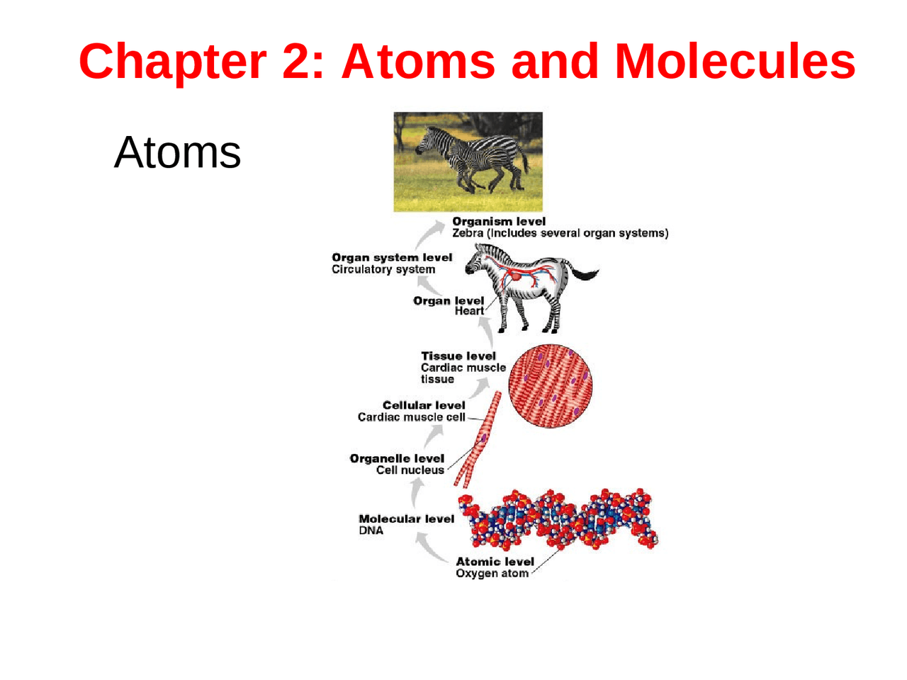 Atoms and Molecules - Lecture Slides | LIFE 102 | Study notes School ...