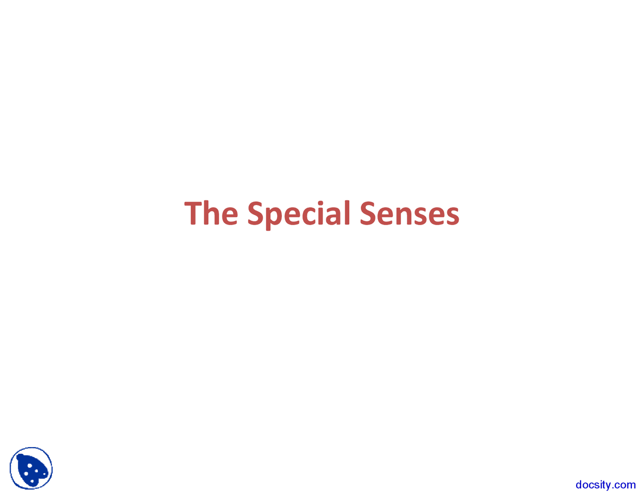 The Special Senses Anatomy And Physiology Lab Lecture Slides Docsity