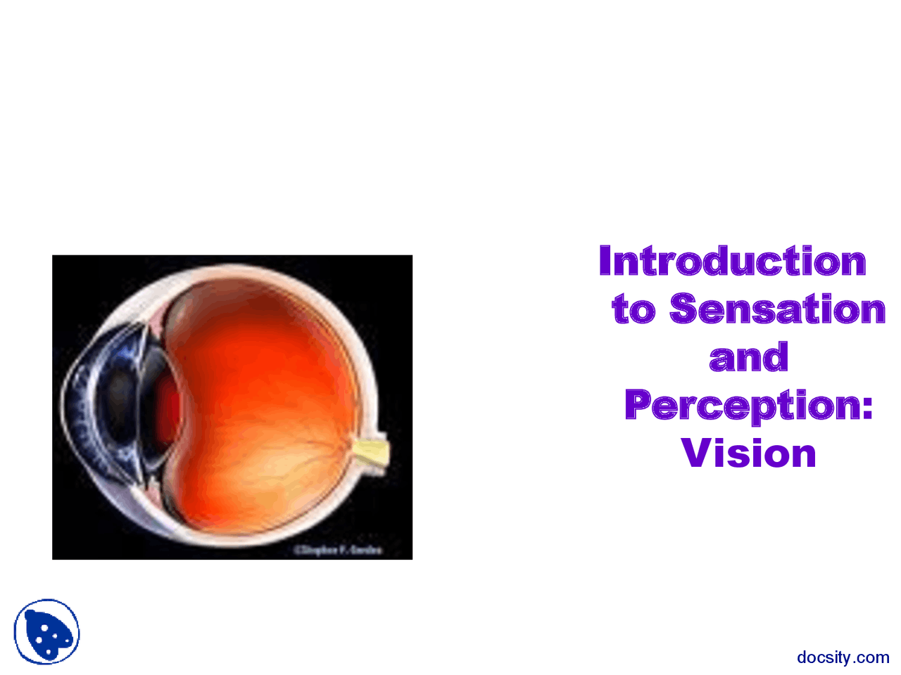 Sensation And Perception General Psychology Lecture Slides Slides