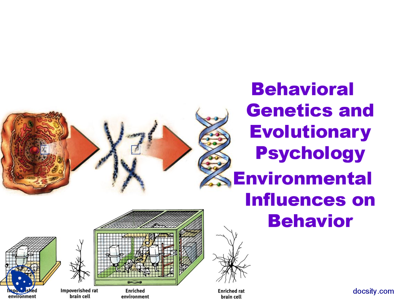 Behavioral Genetics - General Psychology - Lecture Slides - Docsity