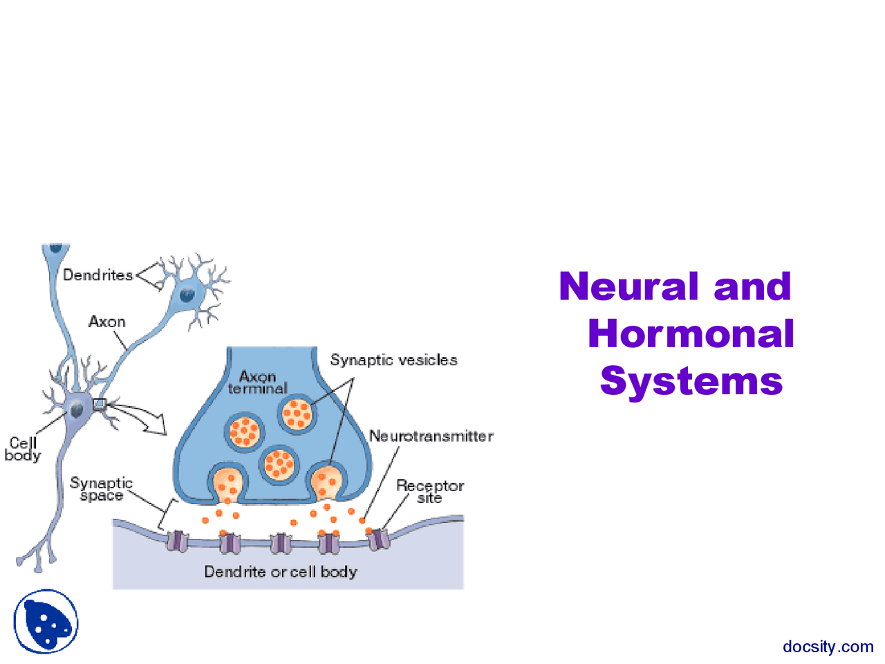 Neural and Hormonal Systems - General Psychology - Lecture Slides - Docsity