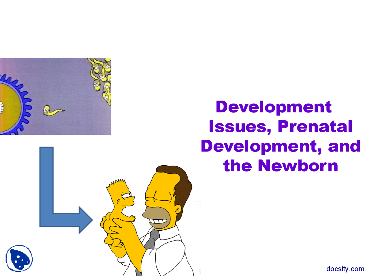Prenatal Development - General Psychology - Lecture Slides - Docsity