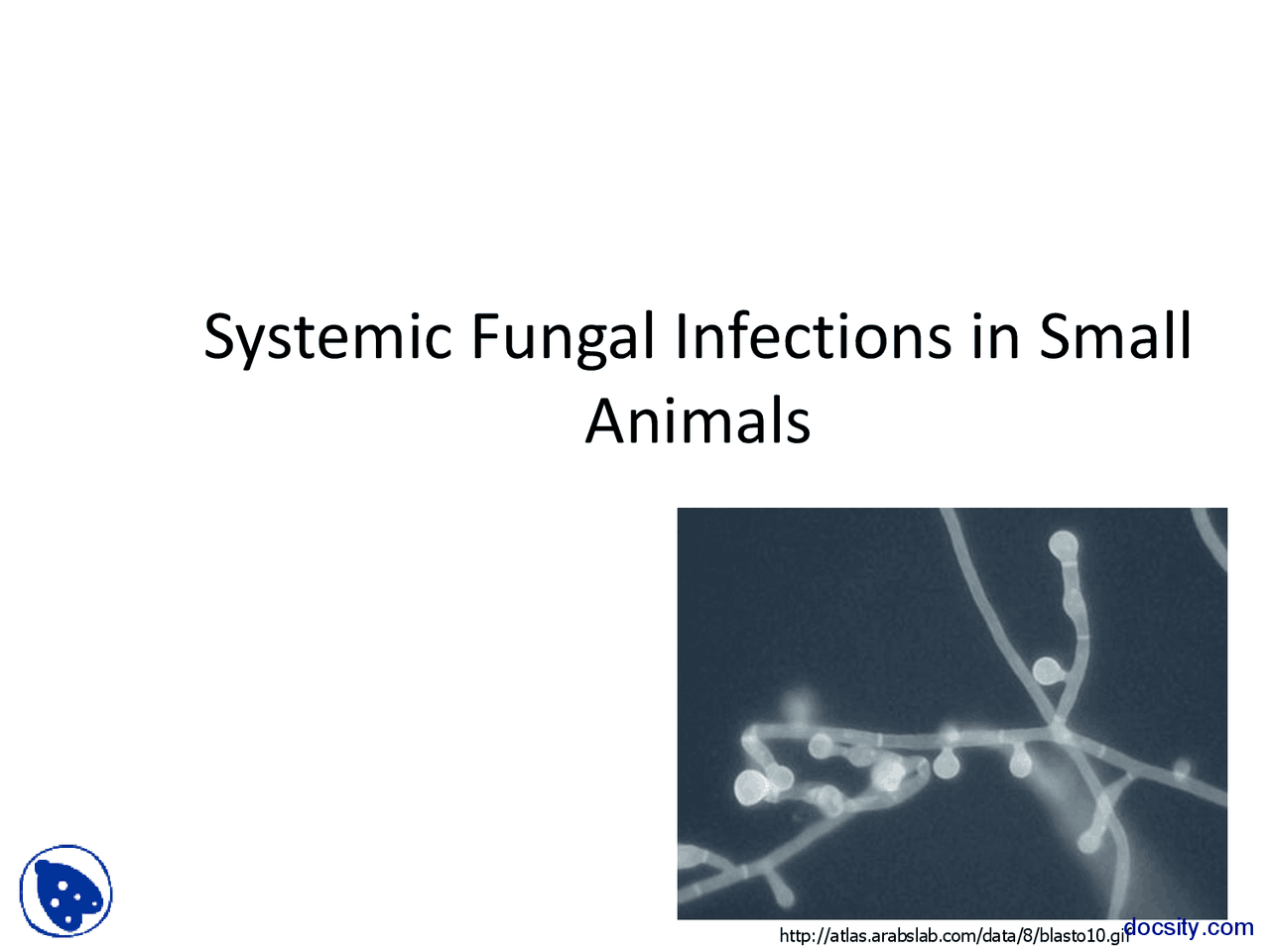Systemic Fungal Infections Radiology Lecture Slides Docsity