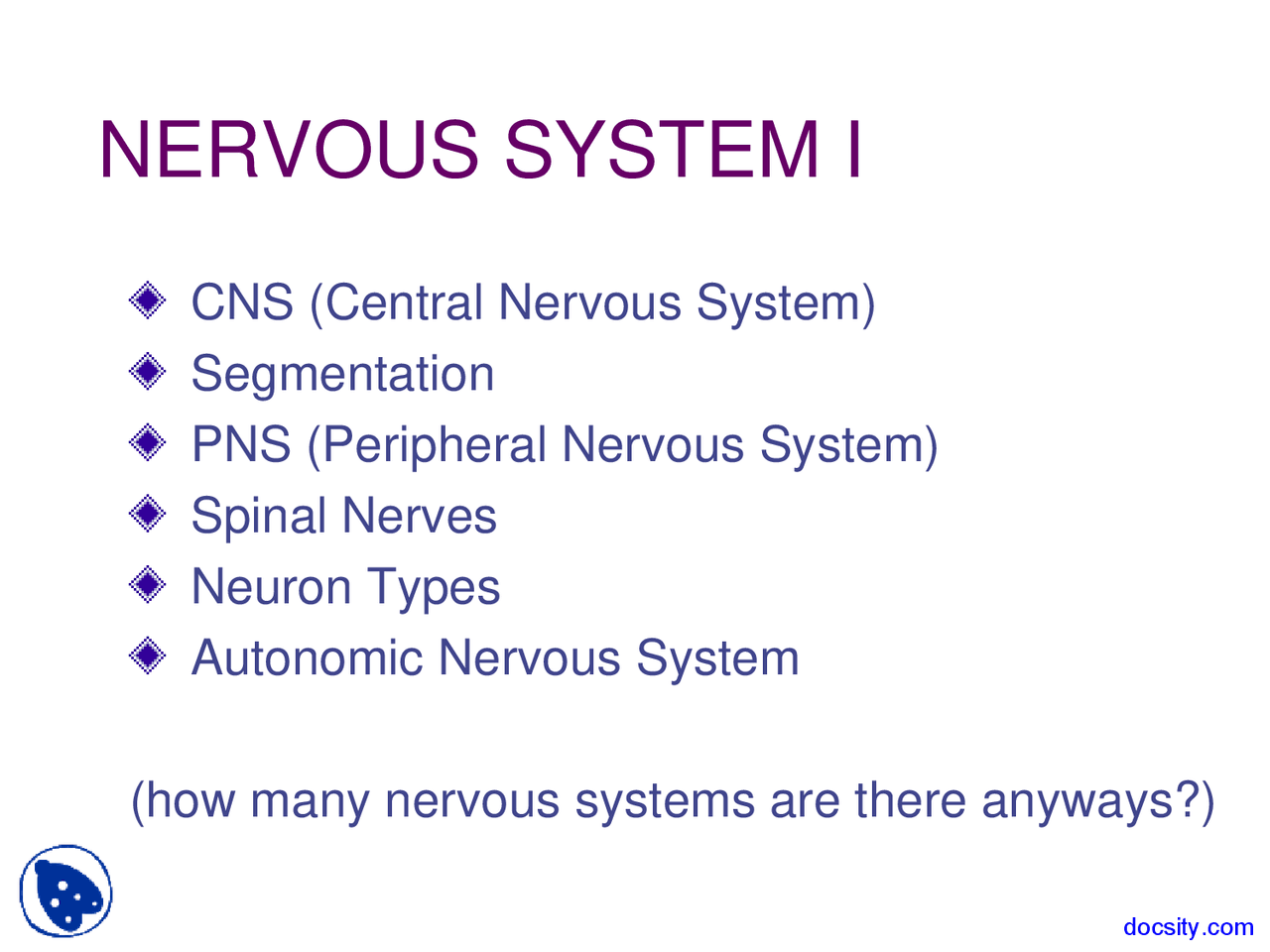 Nervous System Basic Human Anatomy Lecture Slides Docsity