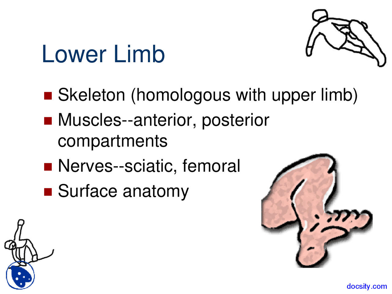 Lower Limb Basic Human Anatomy Lecture Slides Docsity