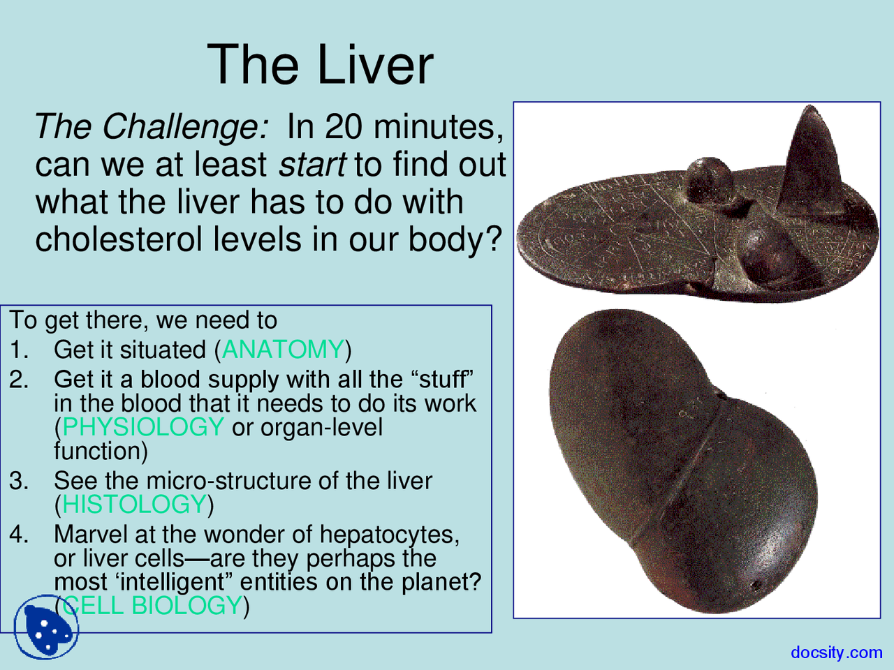 Liver Function - Basic Human Anatomy - Lecture Slides | Slides Anatomy ...