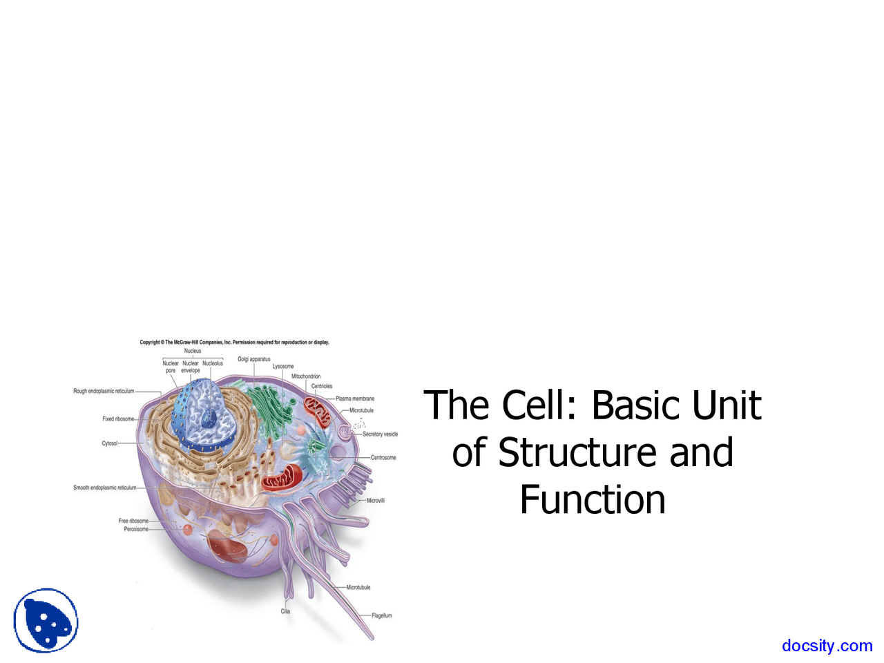 Structure and Function of Cell - Basic Human Anatomy - Lecture Slides ...