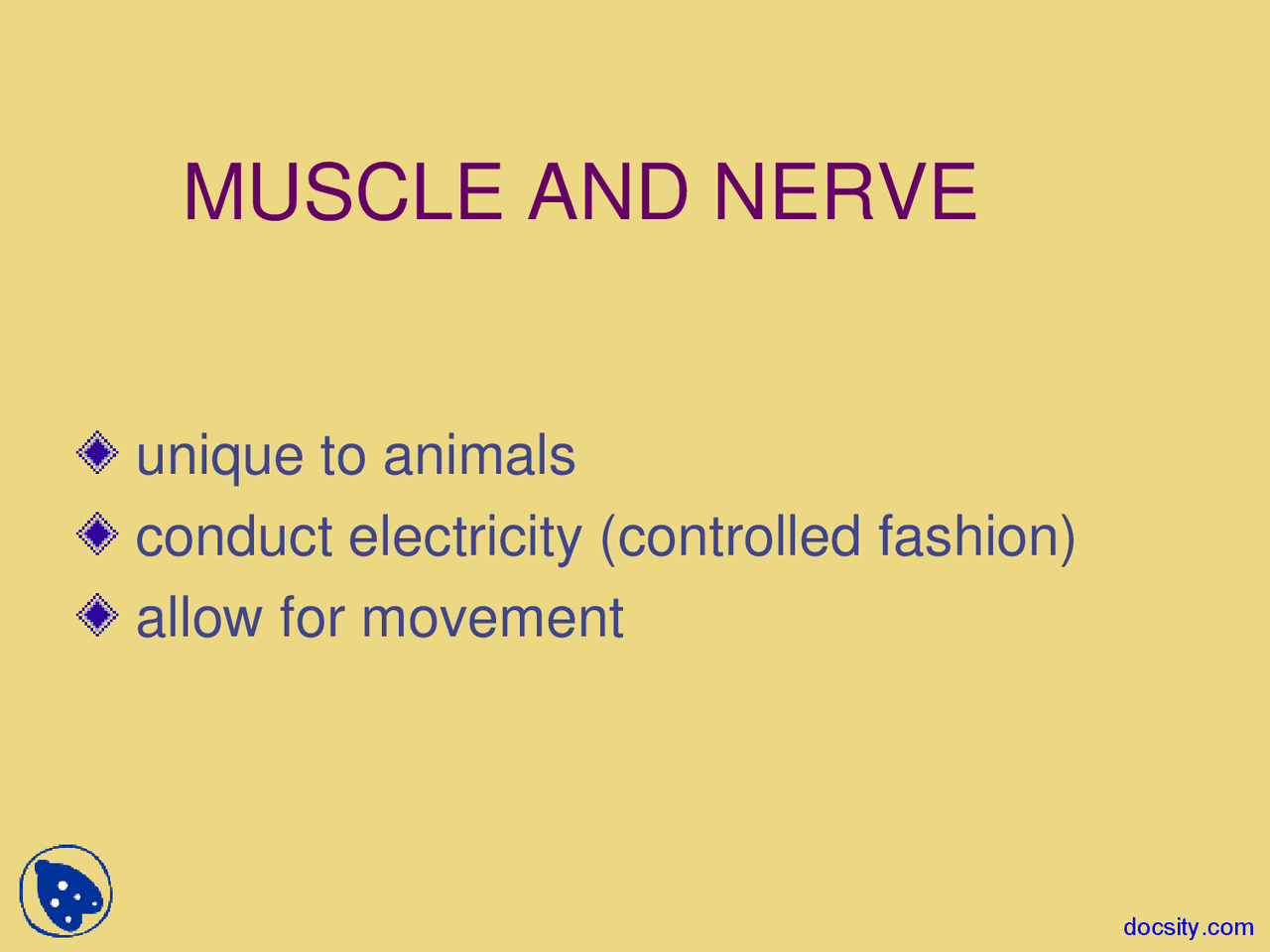 Muscle And Nerve Basic Human Anatomy Lecture Slides Docsity