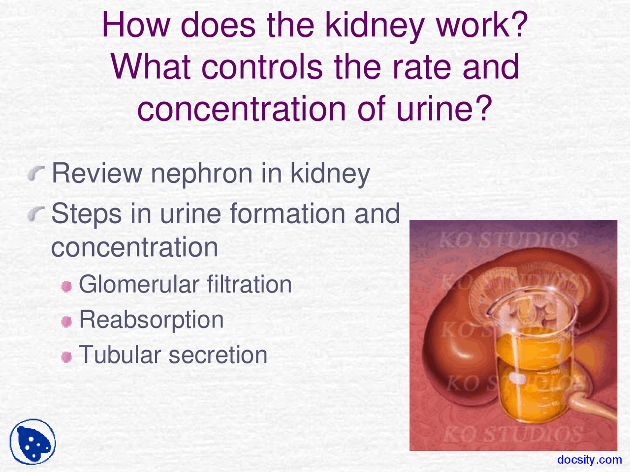 Kidney Function and Nephrons - Basic Human Anatomy - Lecture Slides ...
