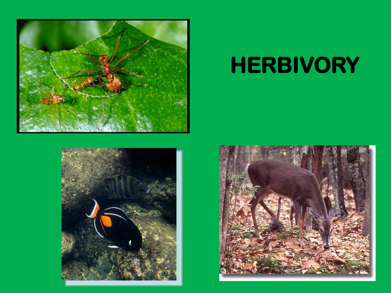 Herbivory Community Ecology Lecture Slides Slides Social Ecology