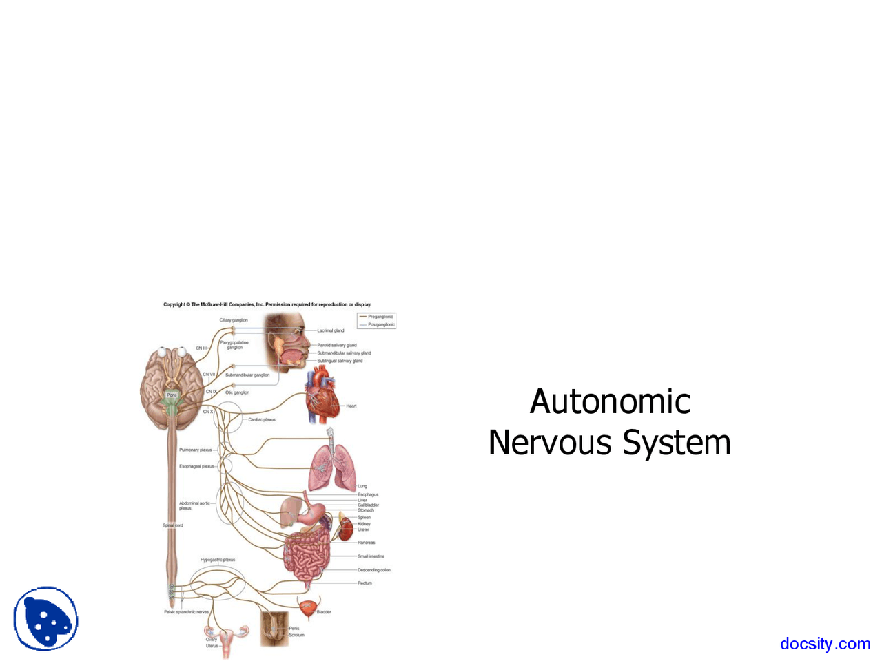 Autonomic Nervous System Basic Human Anatomy Lecture Slides Docsity