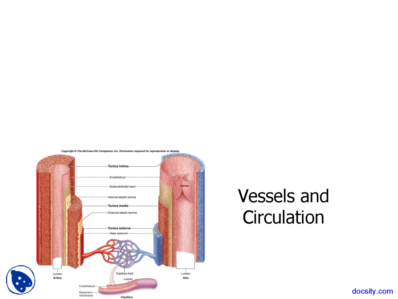 Vessels Basic Human Anatomy Lecture Slides Docsity