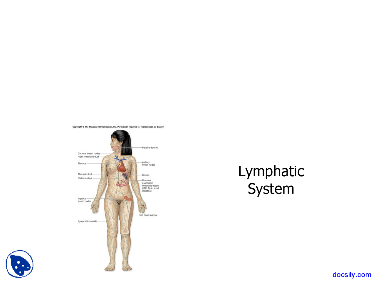 Lymphatic - Basic Human Anatomy - Lecture Slides - Docsity