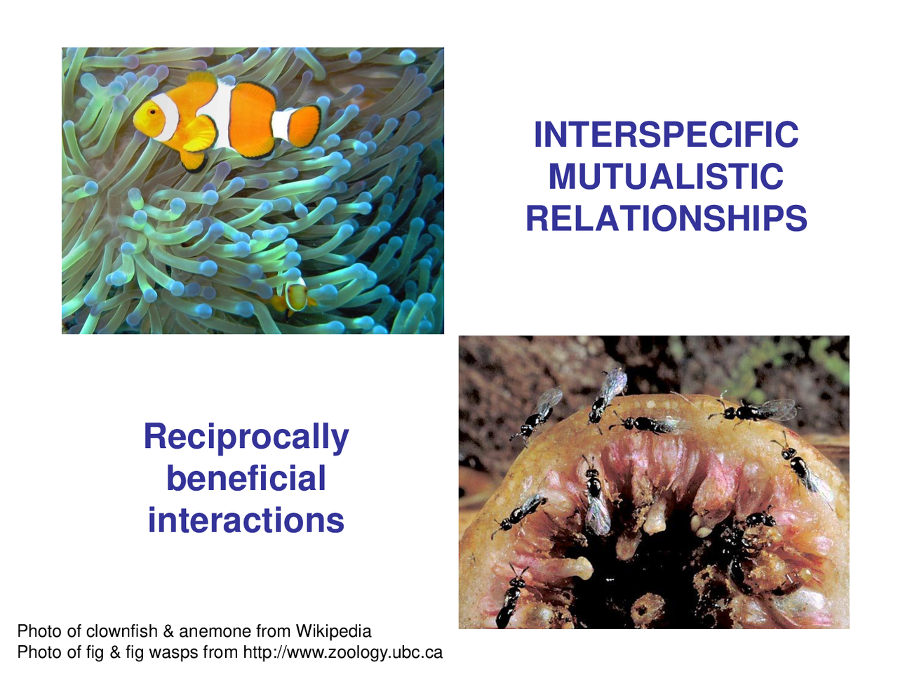 Mutualism Community Ecology Lecture Slides Docsity