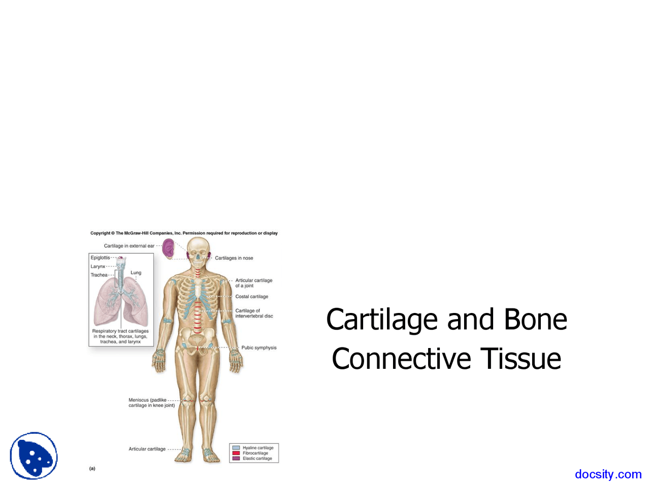 Bone and Cartilage - Basic Human Anatomy - Lecture Slides - Docsity