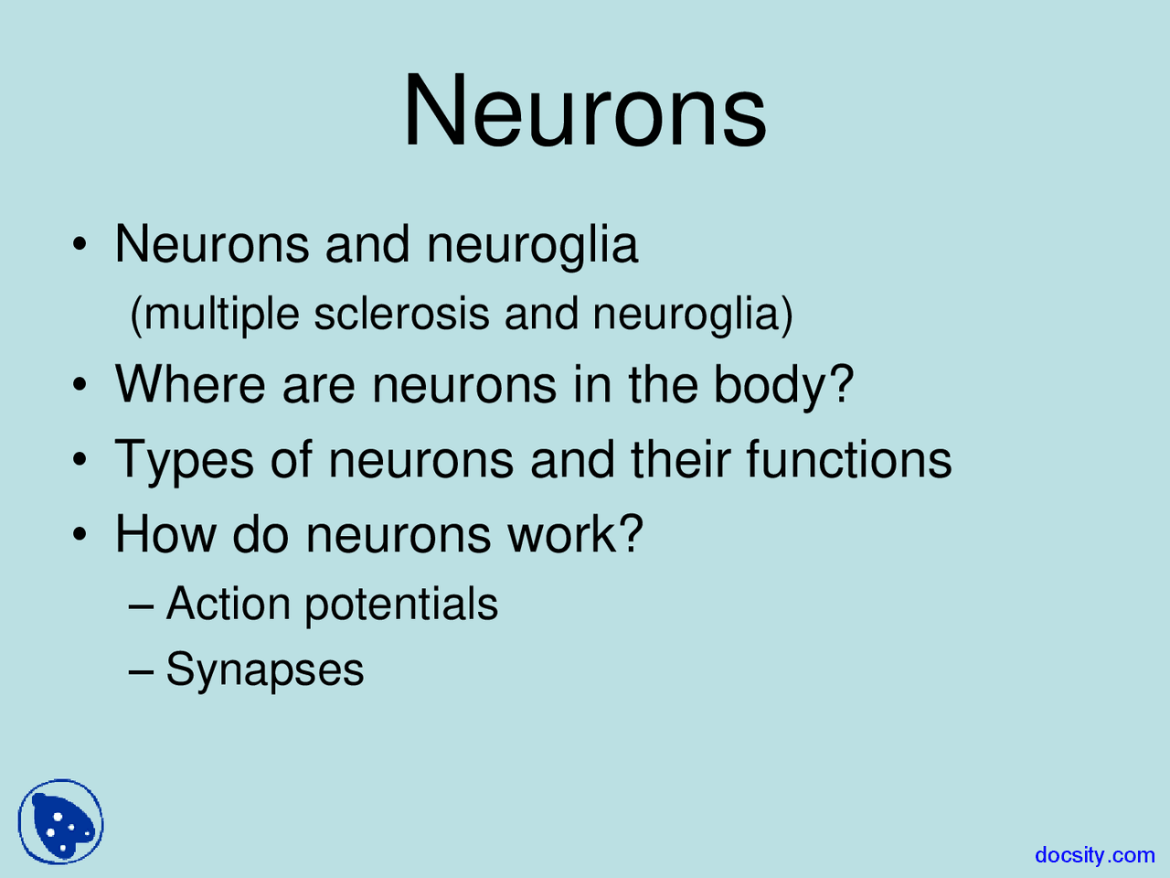 Neurons Basic Human Anatomy Lecture Slides Docsity